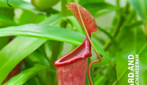 Nepenthes Rajah