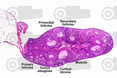 Rabbit Ovary Transverse Section 32x Rabbit Mammals Reproductive System Other Systems