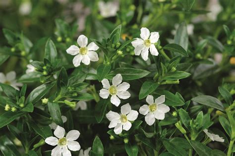 Cuphea Gartenbau Bongartz