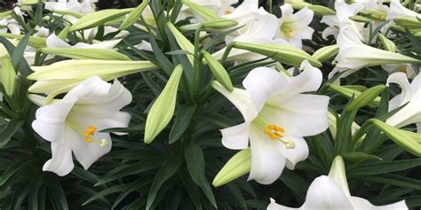 Easter Lily Plants Koolau Farmers