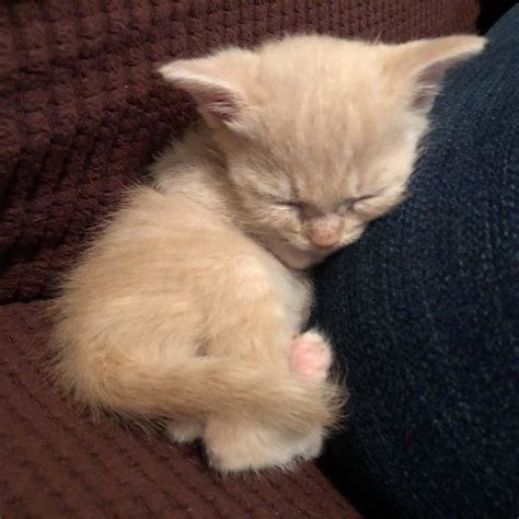 Kitten With Crooked Legs Half The Size Of Other Kittens Finds Someone