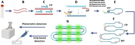 Table 1 From Crispr Based Assays For Rapid Detection Of Sars Cov 2