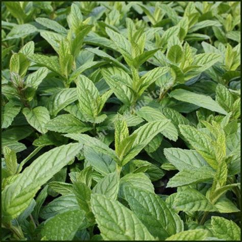 Buy Mint Spearmint Aka Garden Mint Mentha Spicata From Norfolk Herbs