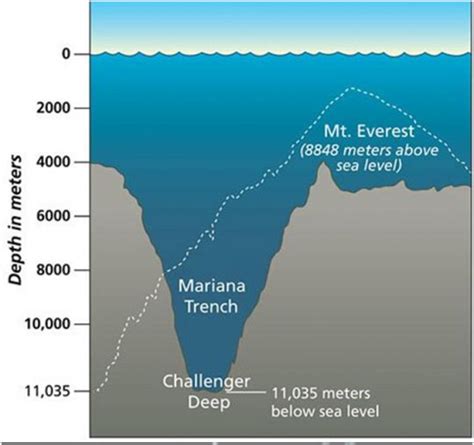 რა სახის არსებები ცხოვრობენ საიდუმლოებებით მოცულ მარიანას ღრმულში