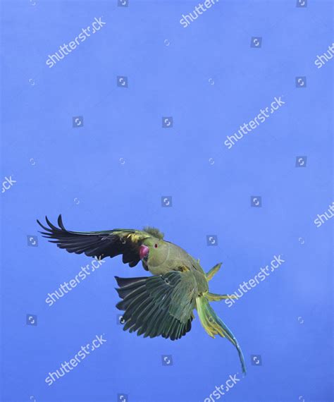 Roseringed Parakeet Psittacula Krameri Female Flight Editorial Stock