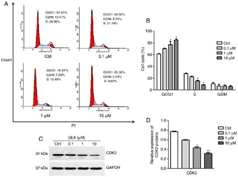 Dex Induces G0g1 Phase Arrest In Mc3t3 E1 Cells A Cell Cycle