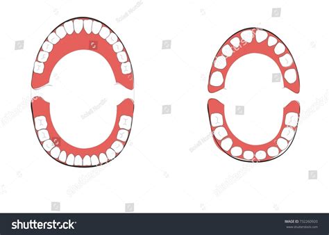 Ilustrasi Stok Tooth Map Numbering System No Text 732260920 Shutterstock