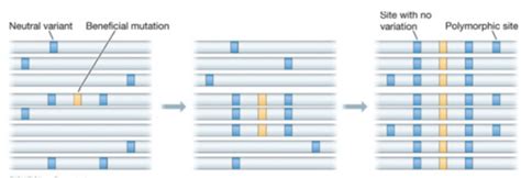 04 Selection And Adaption In Humans Flashcards Quizlet