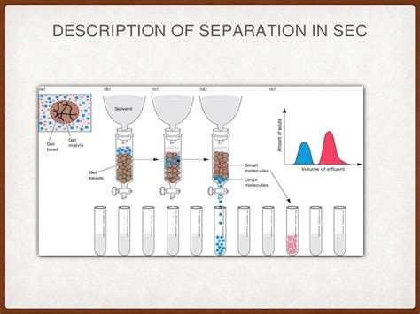 Size Exclusion Chromatography