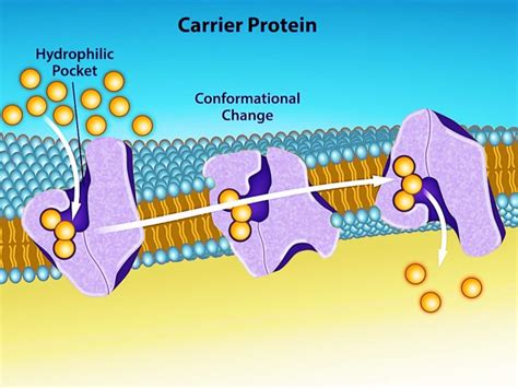 Facilitated Diffusion The Secret Lives Of Cells