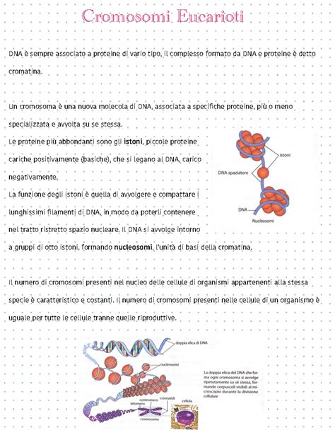 Cromosomi Eucarioti In Preparazione Al Test Di Ingresso In Psicologia Cromosomi Eucarioti