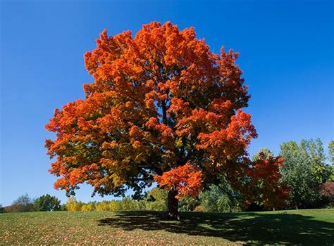 maple - Students | Britannica Kids | Homework Help