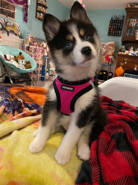 My Best Friends Beautiful Pomsky Her Name Is Foxy 🤍🤎 Raww