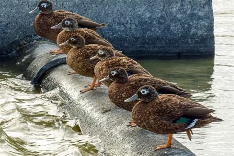 Laysan Duck Anas Laysanensis Hawaii Bird Guide