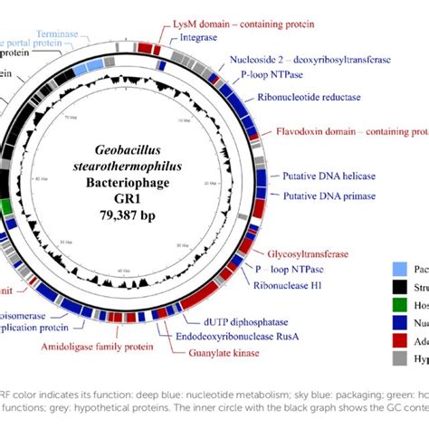 Modular Structure Of A Novel Endolysin Lysgr1 A Schematic
