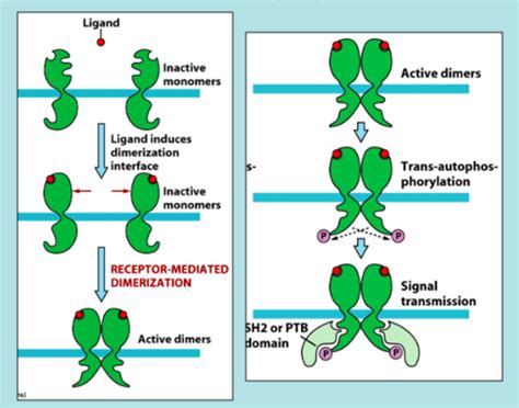 Dimerization Of Tyrosine Receptors