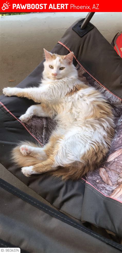 Phoenix Az Lost Female Cat Kiki Is Missing Pawboost