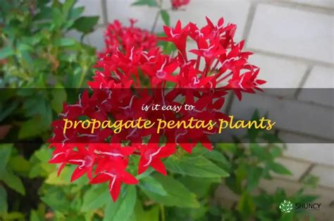 Is Propagating Pentas Plants Easy A Simple Guide Shuncy