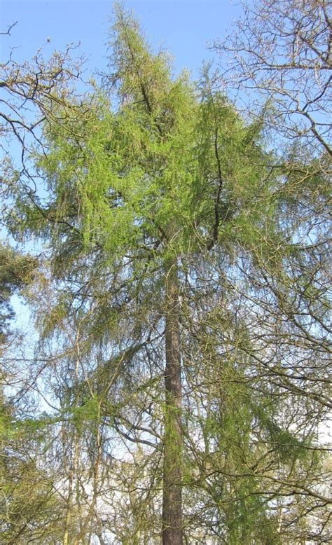 European Larch Tree Guide Uk European Larch Identification