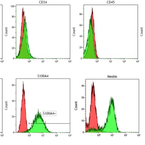 Phenotypic Characterization Of Olfactory Stem Cells Flow Cytometry
