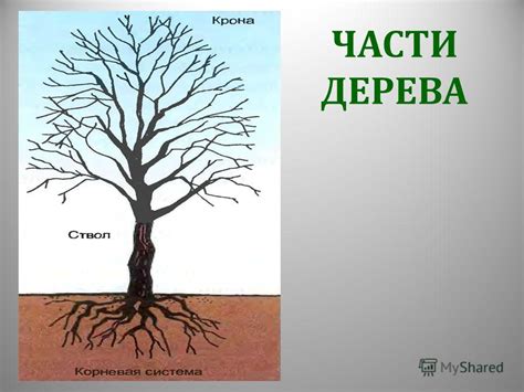 Презентация на тему ЧАСТИ ДЕРЕВА На лесной опушке стоят подружки