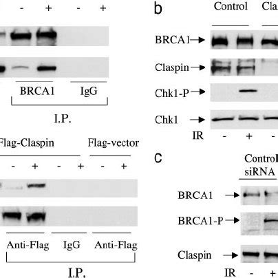 Claspin Interacts With BRCA1 And Regulates IR Dependent Chk1