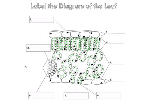 Gcse Plant Biology Diagrams To Label Teaching Resources