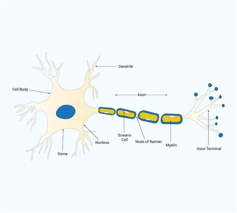 Premium Vector Medical Science Educational Neuron Structure Brain
