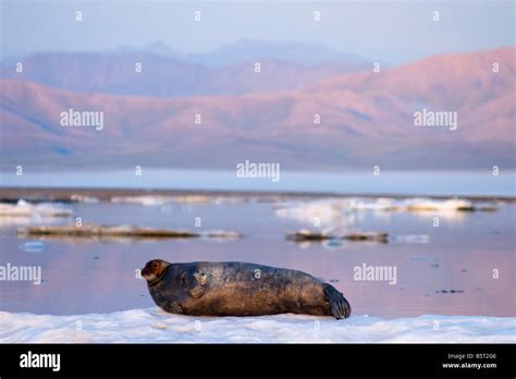 Bearded Seal Erignathus Barbatus Adult Resting On An Ice Floe Stock
