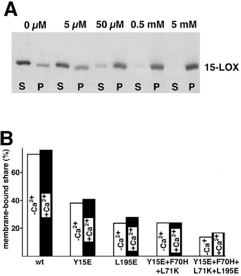 Figure 1 From Investigations Into Calcium Dependent Membrane Association Of 15 Lipoxygenase 1