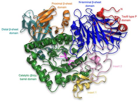 Nutrients Free Full Text Novel α Glucosidase Inhibitory Peptides