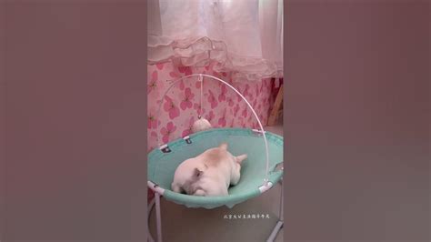 厉害了，还会翻跟头😅 法国斗牛犬幼犬 法斗 Youtube