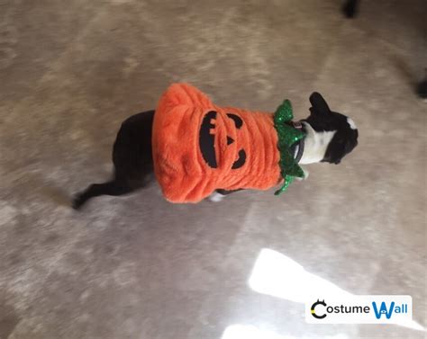 Pumpkin Princess Halloween Costume Contest