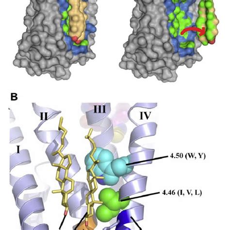Crystal Structure Of Bacteriorhodopsin Pdb File 1c3w Colouring Of Download Scientific