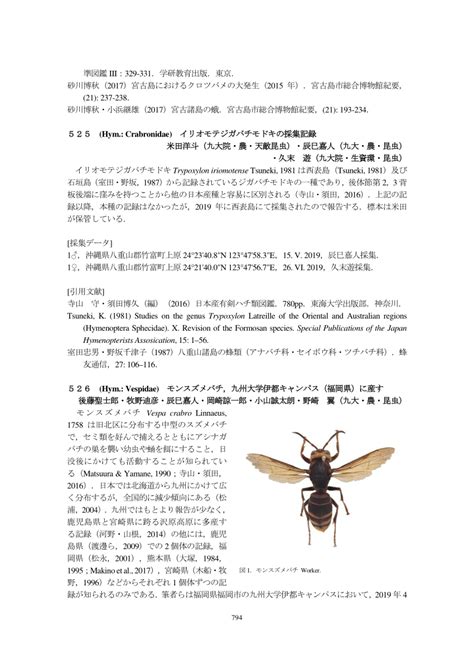 Pdf イリオモテジガバチモドキの採集記録 Records Of Trypoxylon Iriomotense Tsuneki 1981