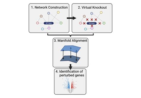 Virtual Systematic Gene Knockout In ScRNAseq Data Johannes Schroth