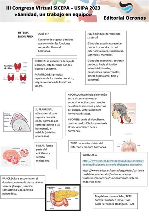 Sistema Endocrino Vi Congreso Virtual Sicepa Usipa 2025 Sanidad