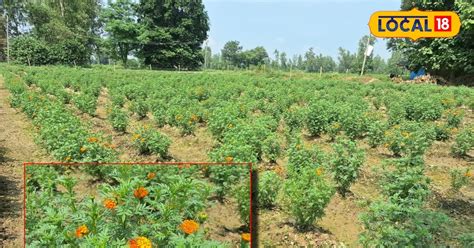 Flower Farming गेंदा की इन किस्मों की करें खेती 1 बीघा खेत में 12