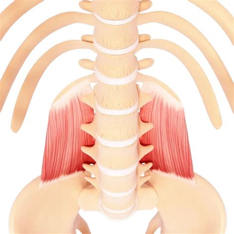 Human Musculature Artwork F007 1698 Our Beautiful Wall Art And Photo