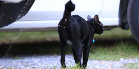 10 Common Cat Behavioral Problems You Should Know About
