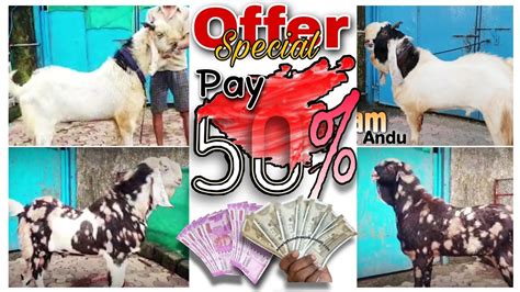 Special Offer Pay 50 Only At Star Goats Farm Trust In Best Asif Std
