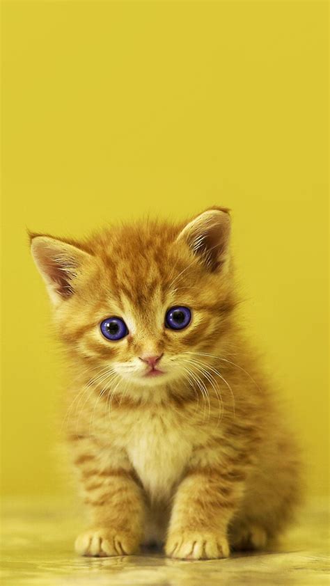 Cat HD Mobile Wallpapers Wallpaper Cave