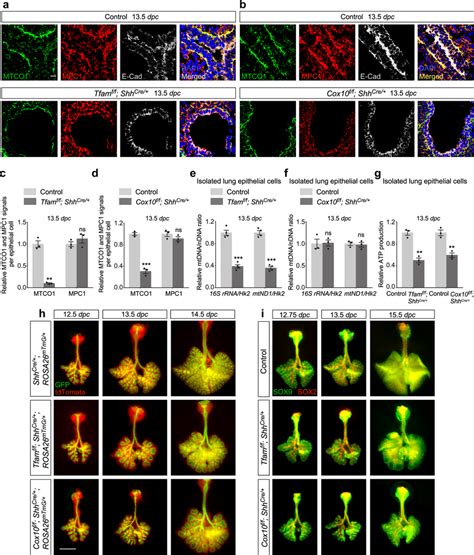 Decreased Mitochondrial Function Due To Loss Of Tfam Or Cox10 Disrupts Download Scientific