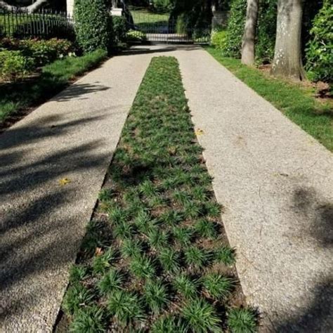 Dwarf Mondo Grass Etsy Dwarf Mondo Grass Mondo Grass Driveway
