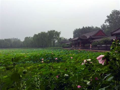 去北京最推薦的地方就是頤和園 尤其下雨完荷花更加翠綠 之後爬上小山丘是一整山的喇嘛教廟宇更能看到更廣的頤合園美景