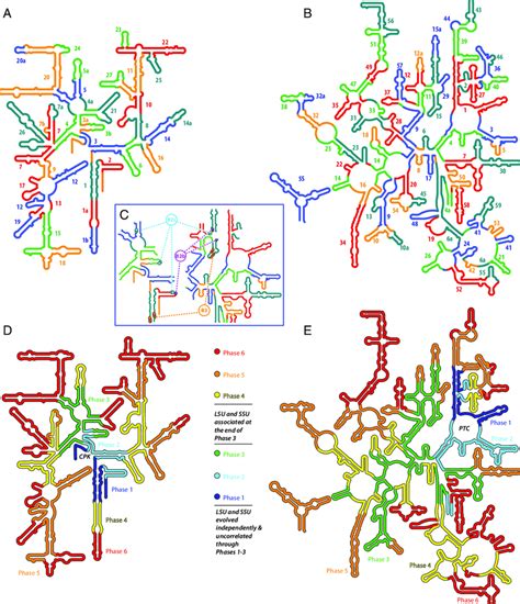The Accretion Model Mapped Onto Ssu And Lsu Secondary Structures Of E