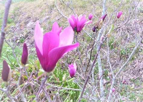 紫モクレンの花も 開花です。 オープンガーデン 楽天ブログ