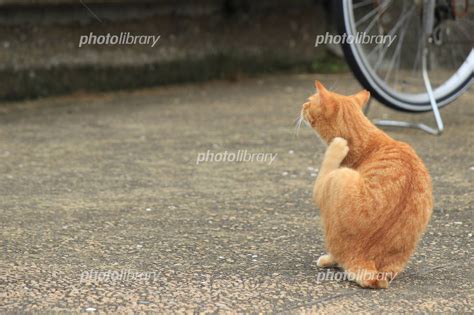 ネコ 写真素材 4673727 フォトライブラリー Photolibrary