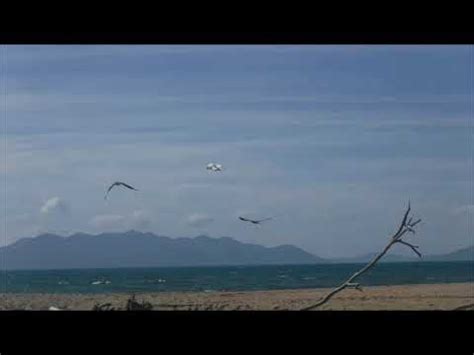 EXCITING NAKED BIRD WATCHING RARE NUDE BEACH FOOTAGE BIRDS OF PREY