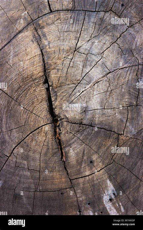 Wood Tree Stump Texture Background Stock Photo Alamy